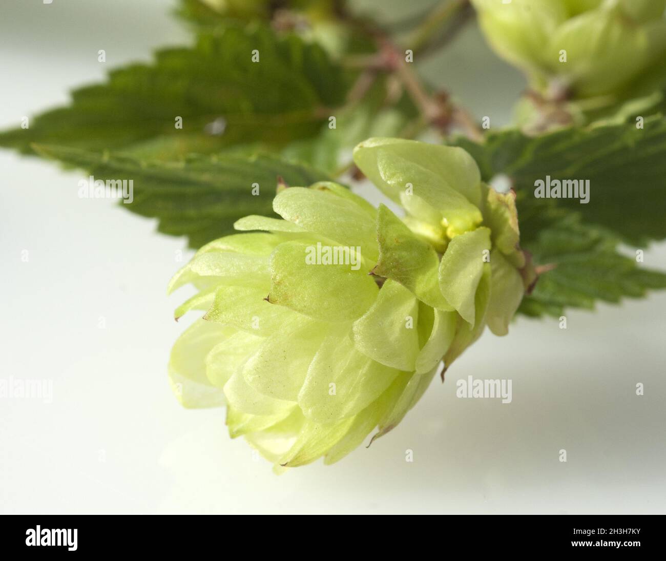 Hops, Humulus lupulus Stock Photo - Alamy