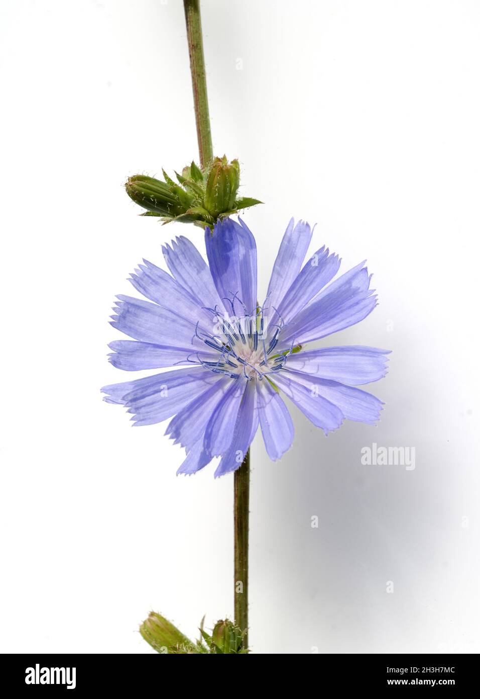 Native chicory hi-res stock photography and images - Alamy