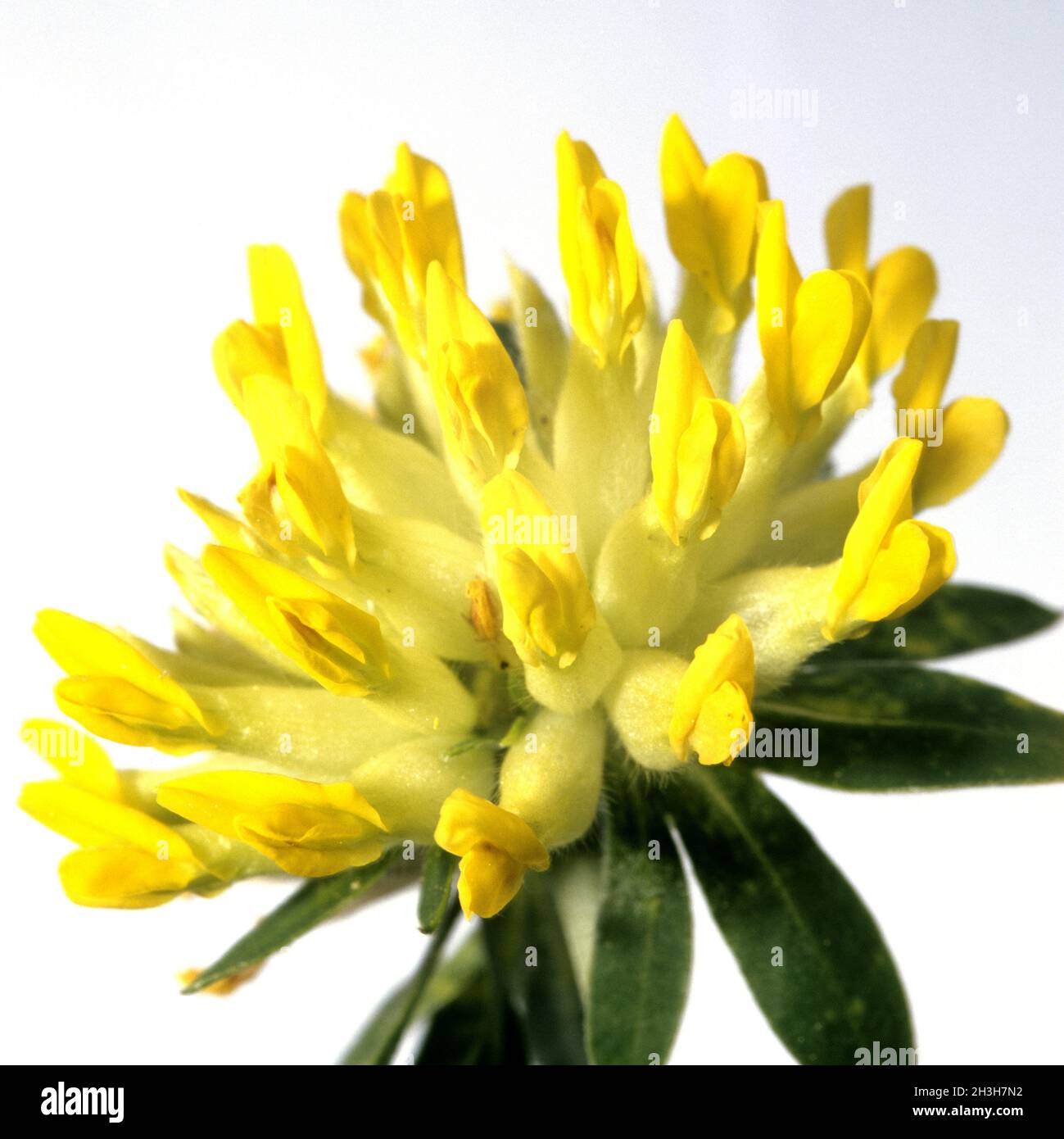 Anthyllis clover hi-res stock photography and images - Alamy