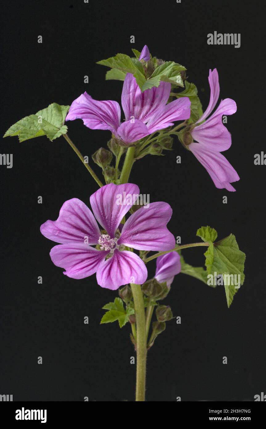Wilde Malve, Malva sylvestris Stock Photo - Alamy