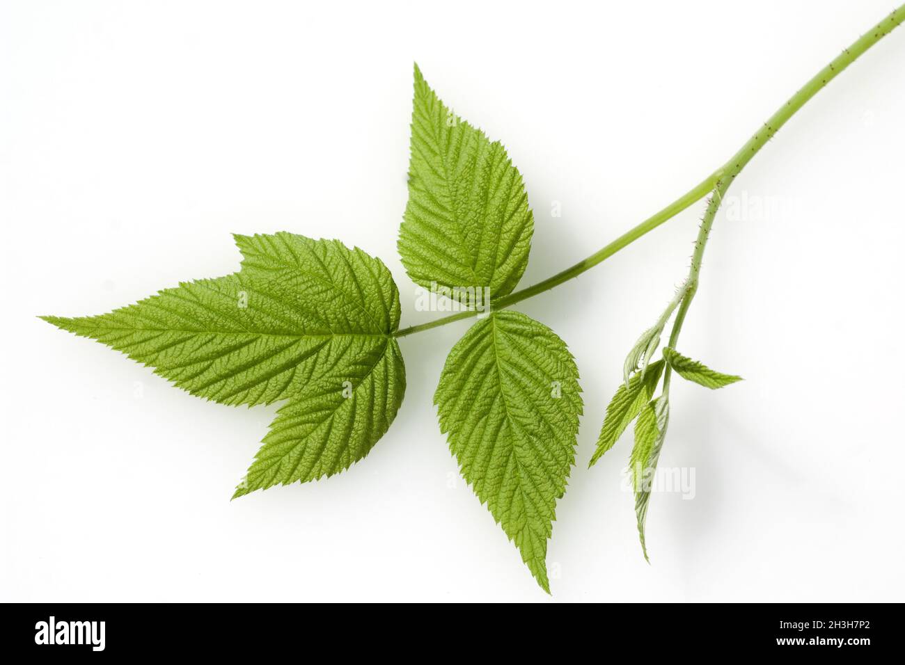 Raspberry leaves; Rubus idaeus Stock Photo - Alamy