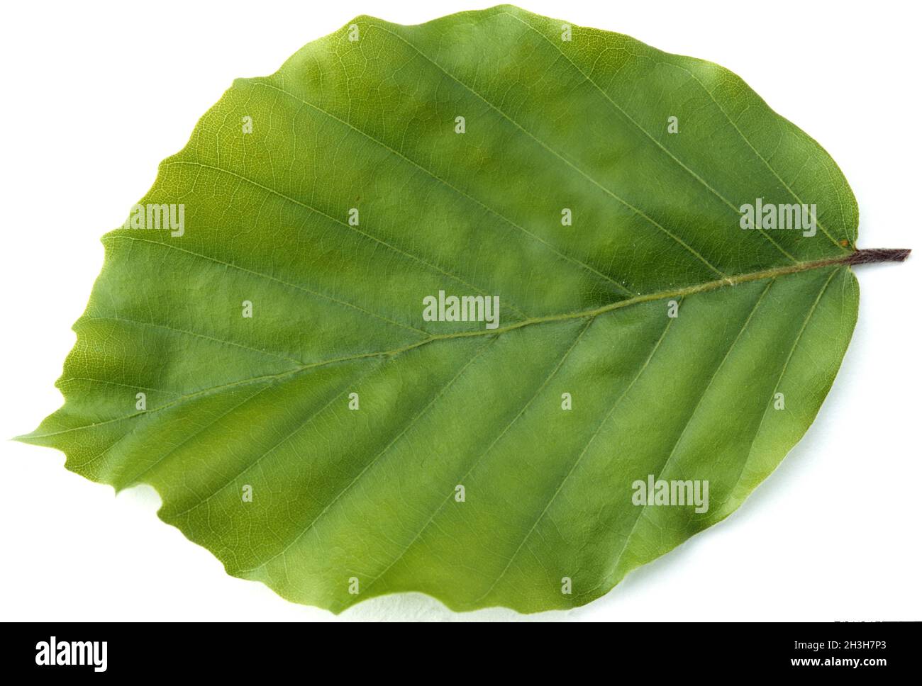 Beech leaf, red beech Stock Photo - Alamy