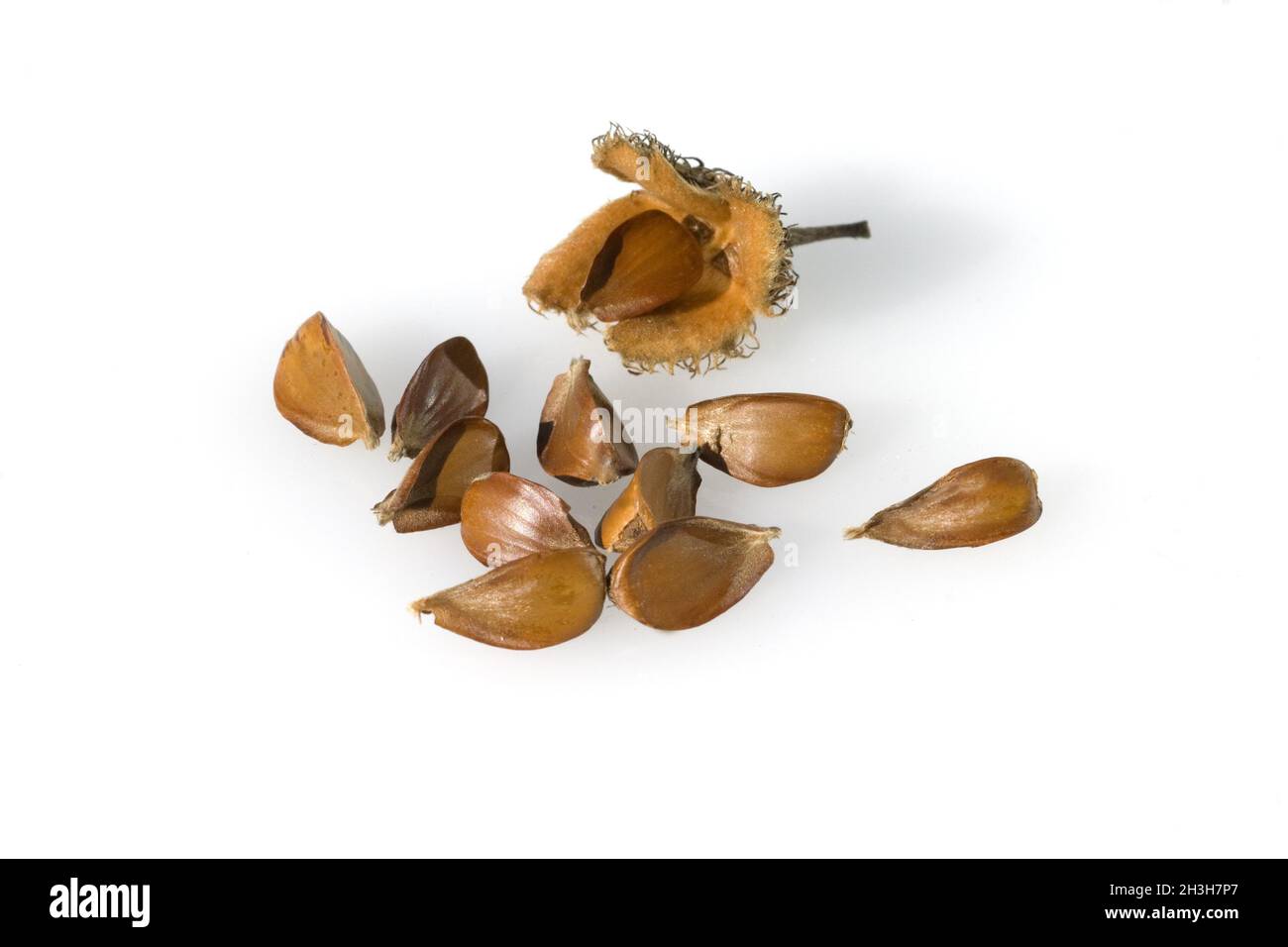 Beech trees fagus sylvatica Cut Out Stock Images & Pictures - Alamy