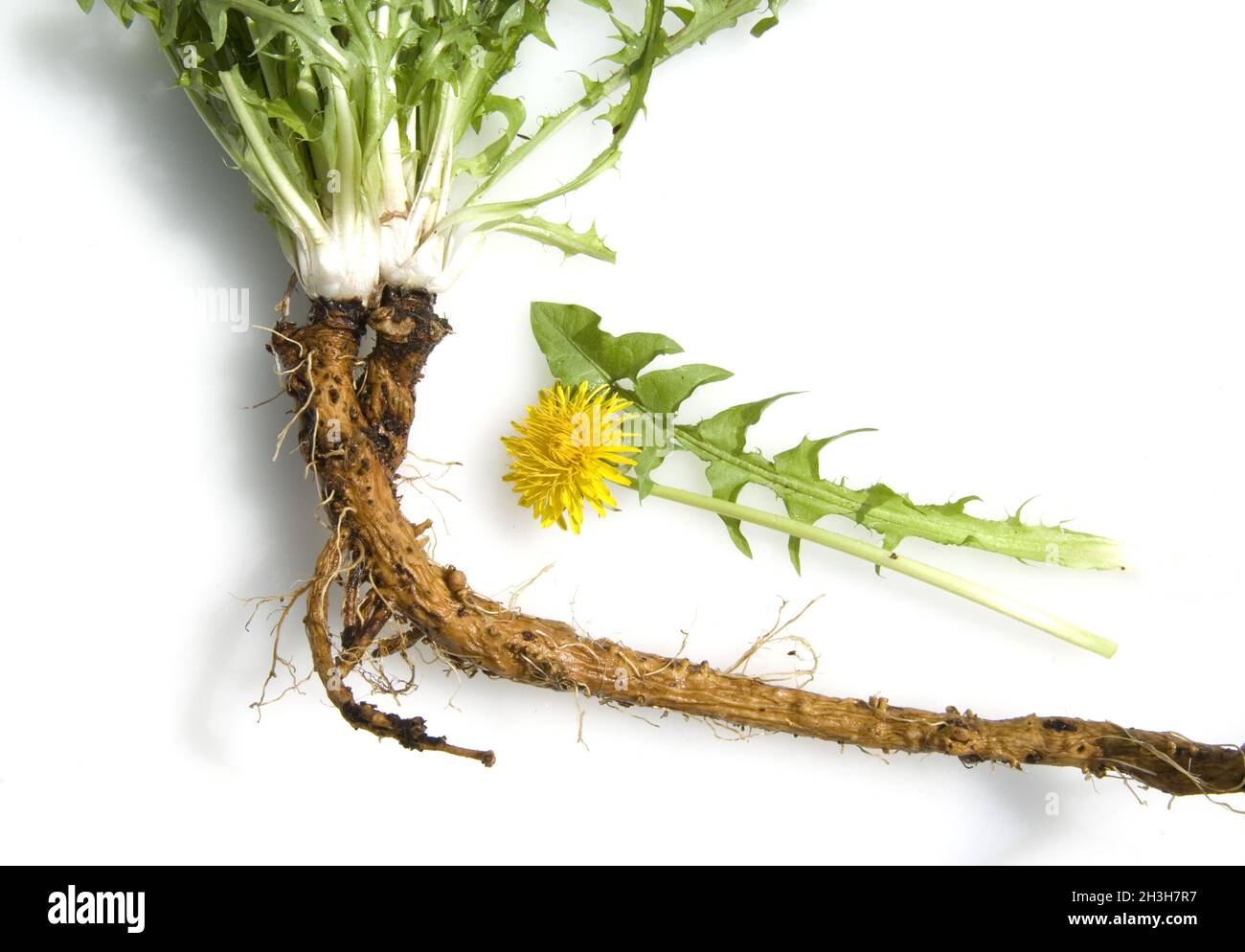 Dandelion root and herb hi-res stock photography and images - Alamy
