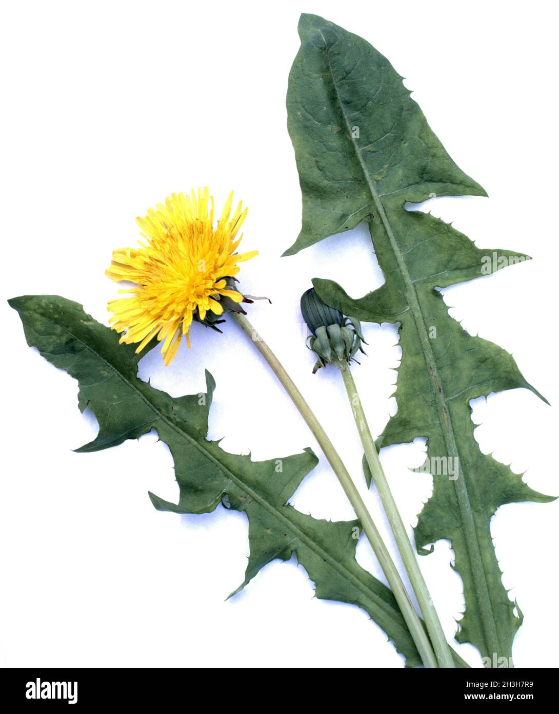 Dandelion field Cut Out Stock Images & Pictures - Alamy