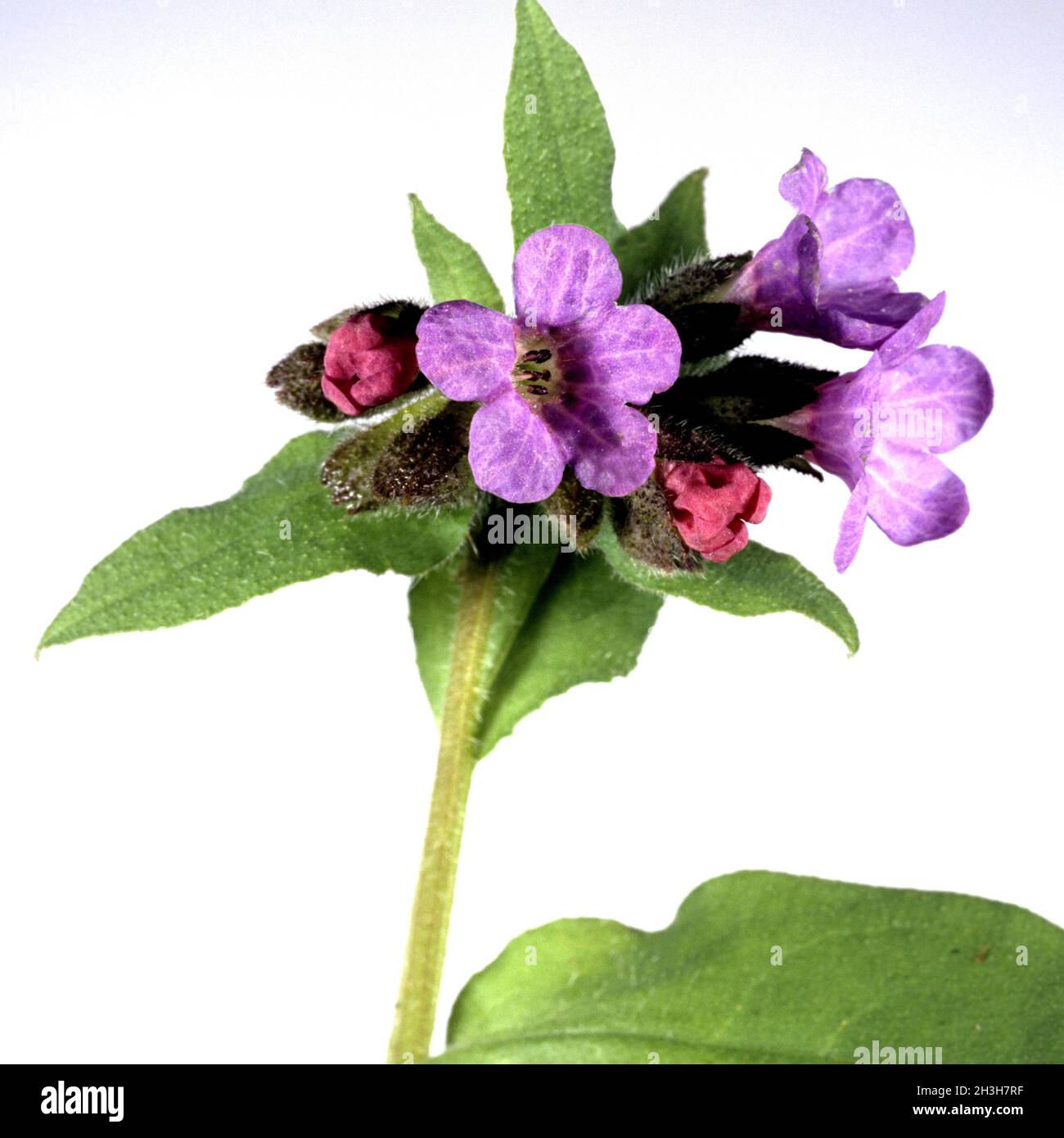 Pulmonary herb; Pulmonaria officinalis Stock Photo - Alamy