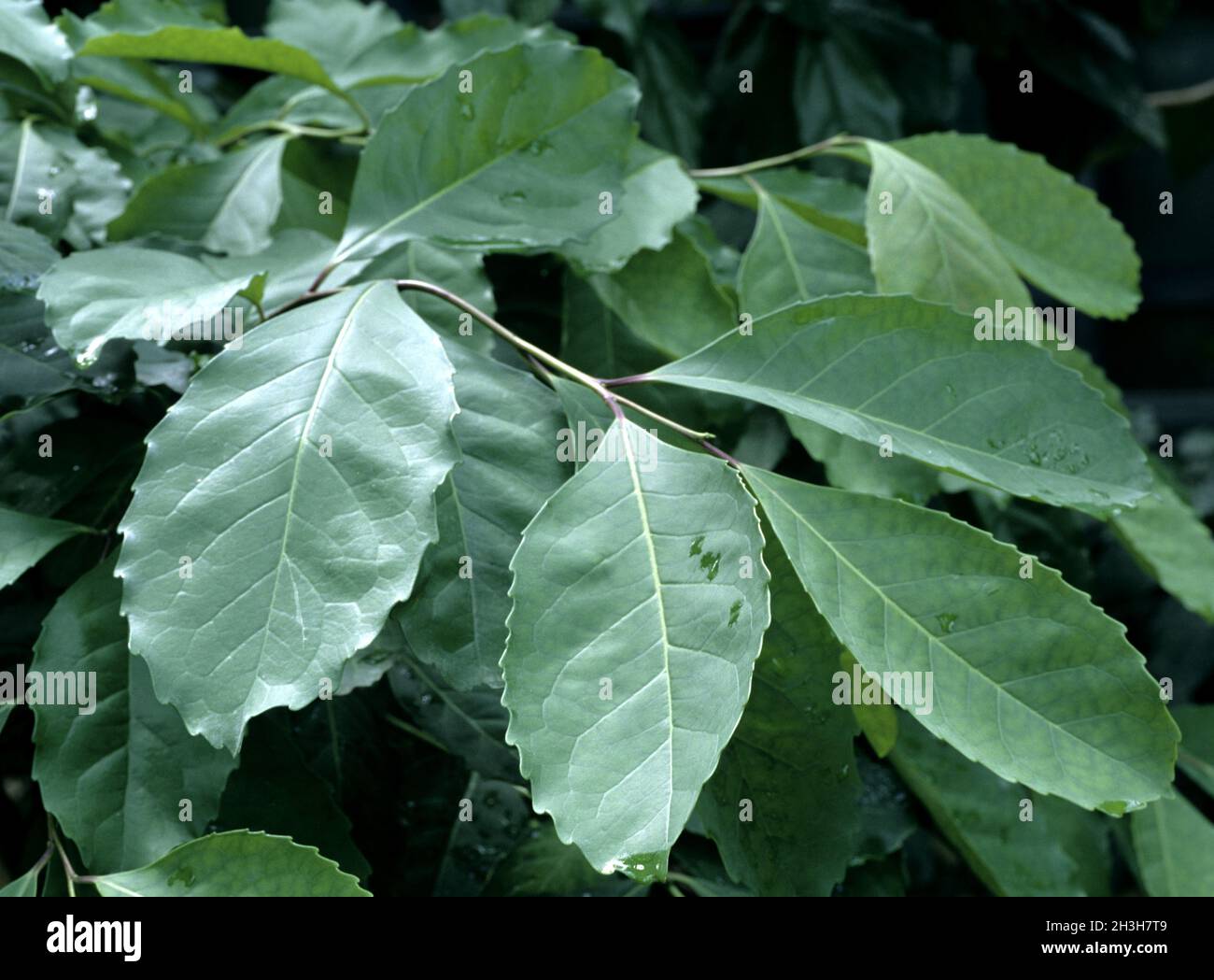 Mate shrub hi-res stock photography and images - Alamy