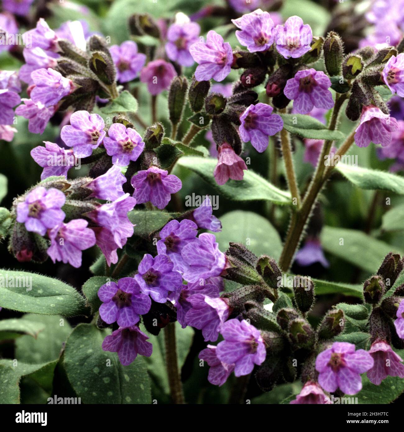 Lungwort pulmonaria officinalis ground hi-res stock photography and ...