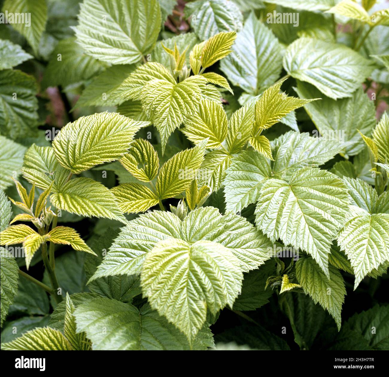 Himbeerblaetter hi-res stock photography and images - Alamy