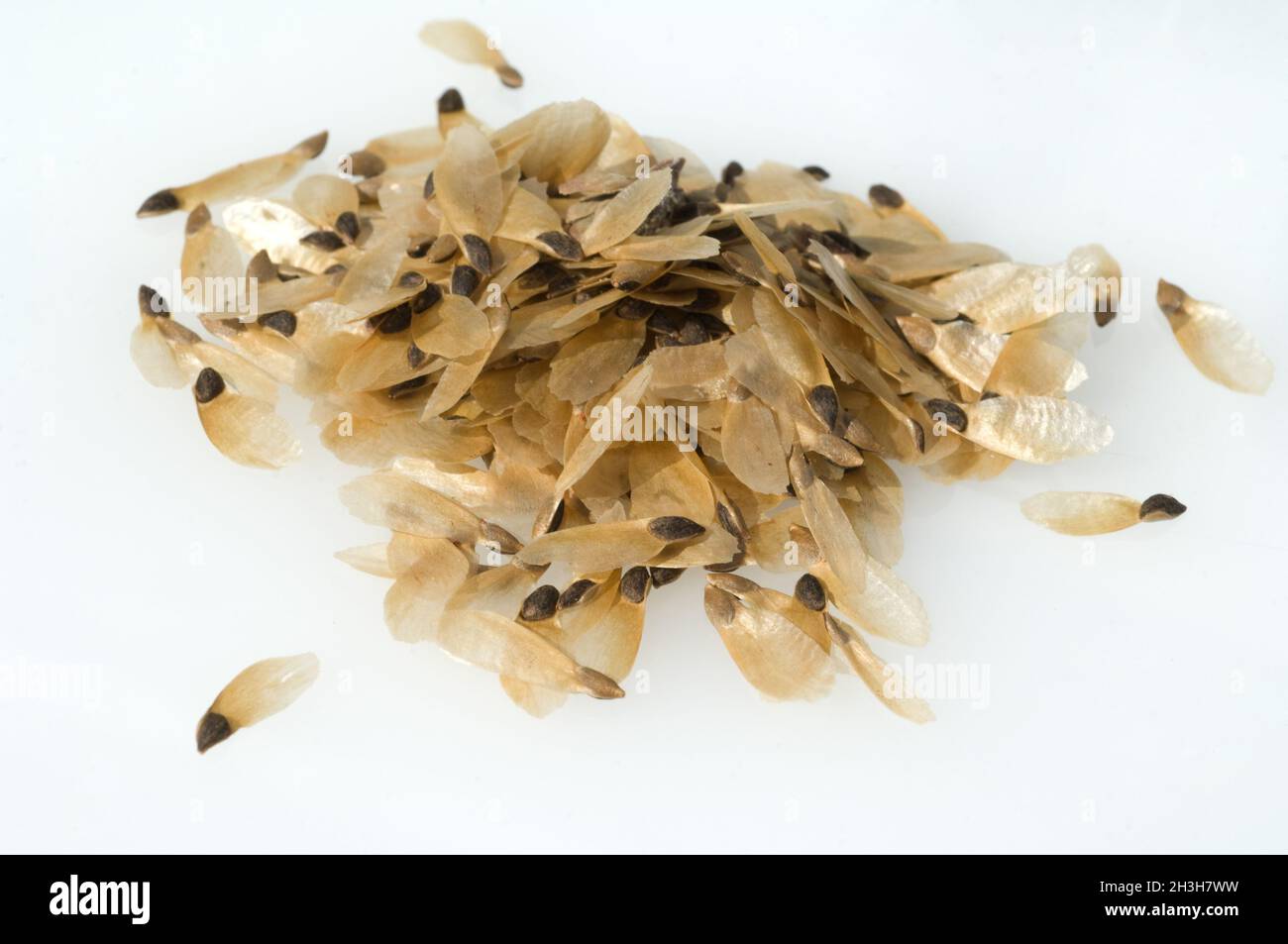 Spruce seeds hi-res stock photography and images - Alamy