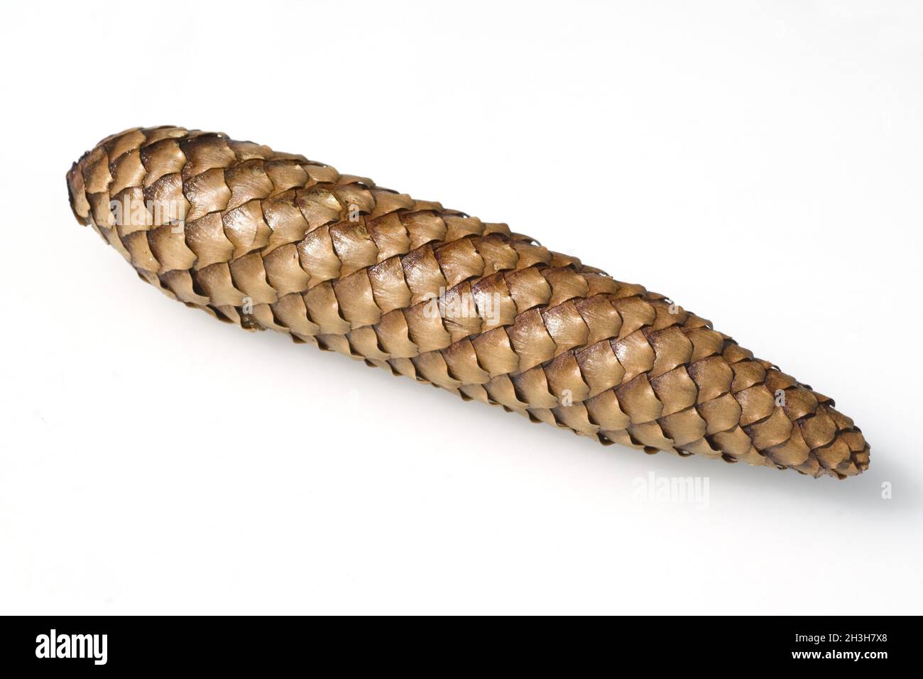 Spruce cone; fir cone; spruce; picea abies Stock Photo - Alamy