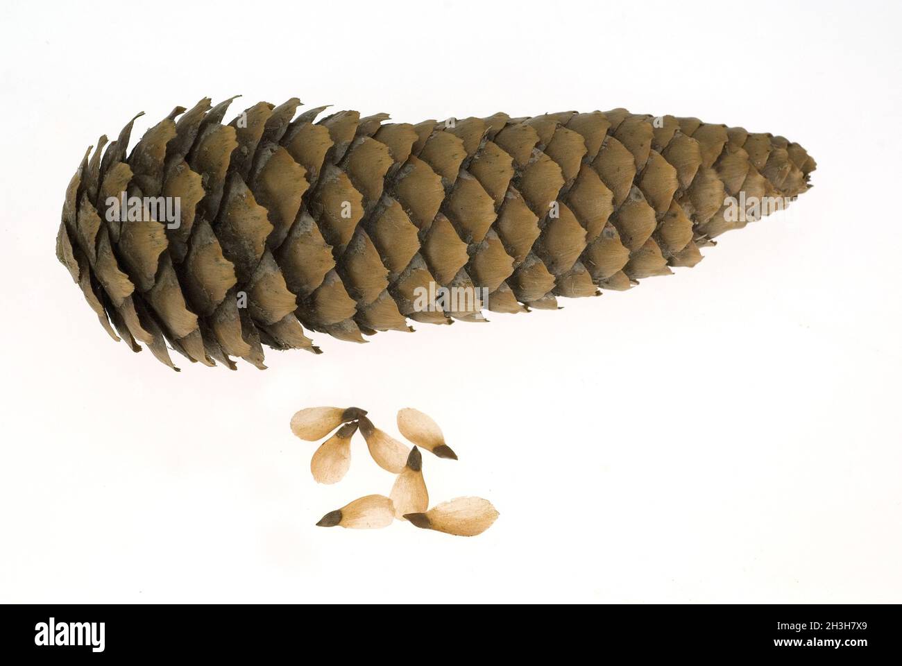 Spruce park Cut Out Stock Images & Pictures - Alamy