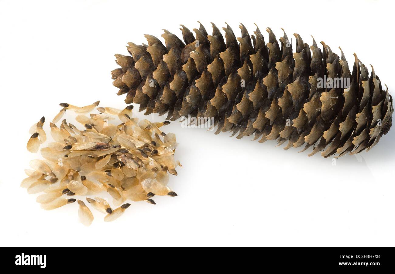 Spruce seed; spruce cone Stock Photo - Alamy