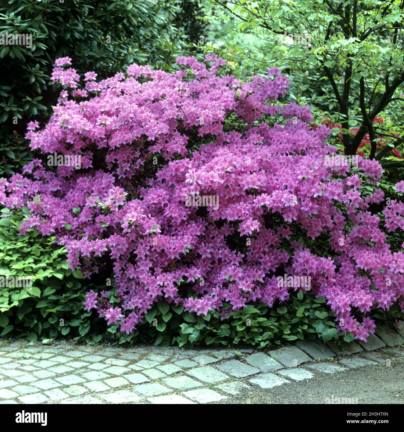 Freilandazalee hi-res stock photography and images - Alamy