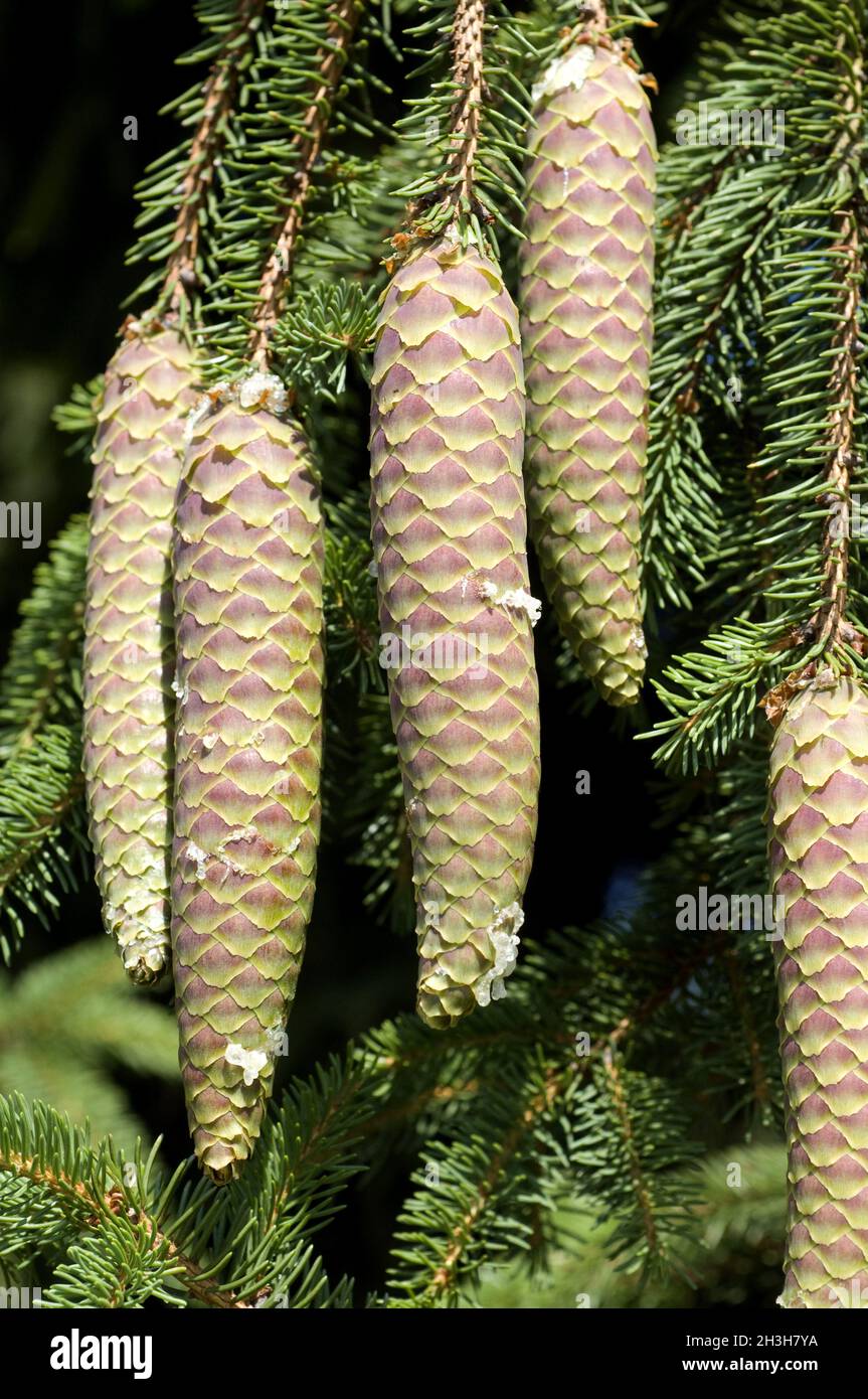 Cone tree seeds abies plant nature hi-res stock photography and images ...