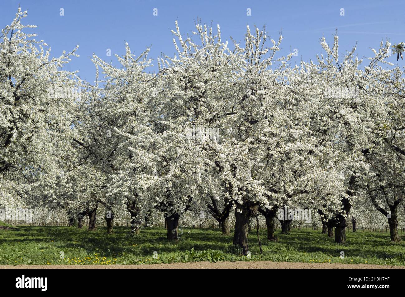 Cherry tree blossom, Prunus Stock Photo - Alamy