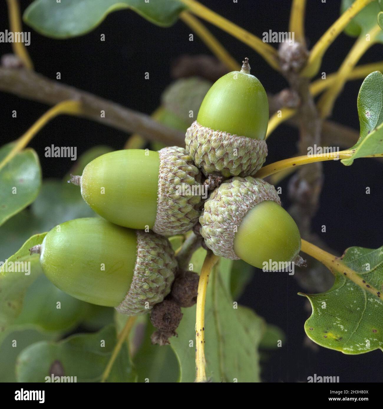 Sessile oak, Quercus, petraea, winter oak Stock Photo - Alamy