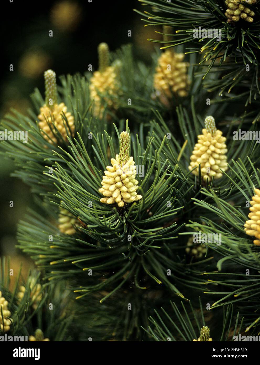 Jaw trees hi-res stock photography and images - Alamy