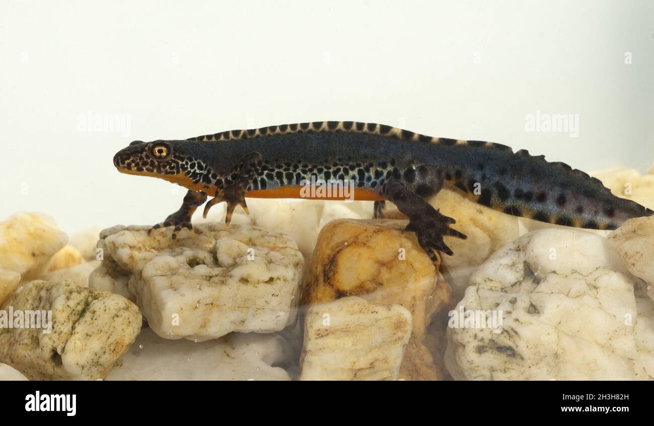 Alpine newt, Ichthyosaura alpestris Stock Photo - Alamy