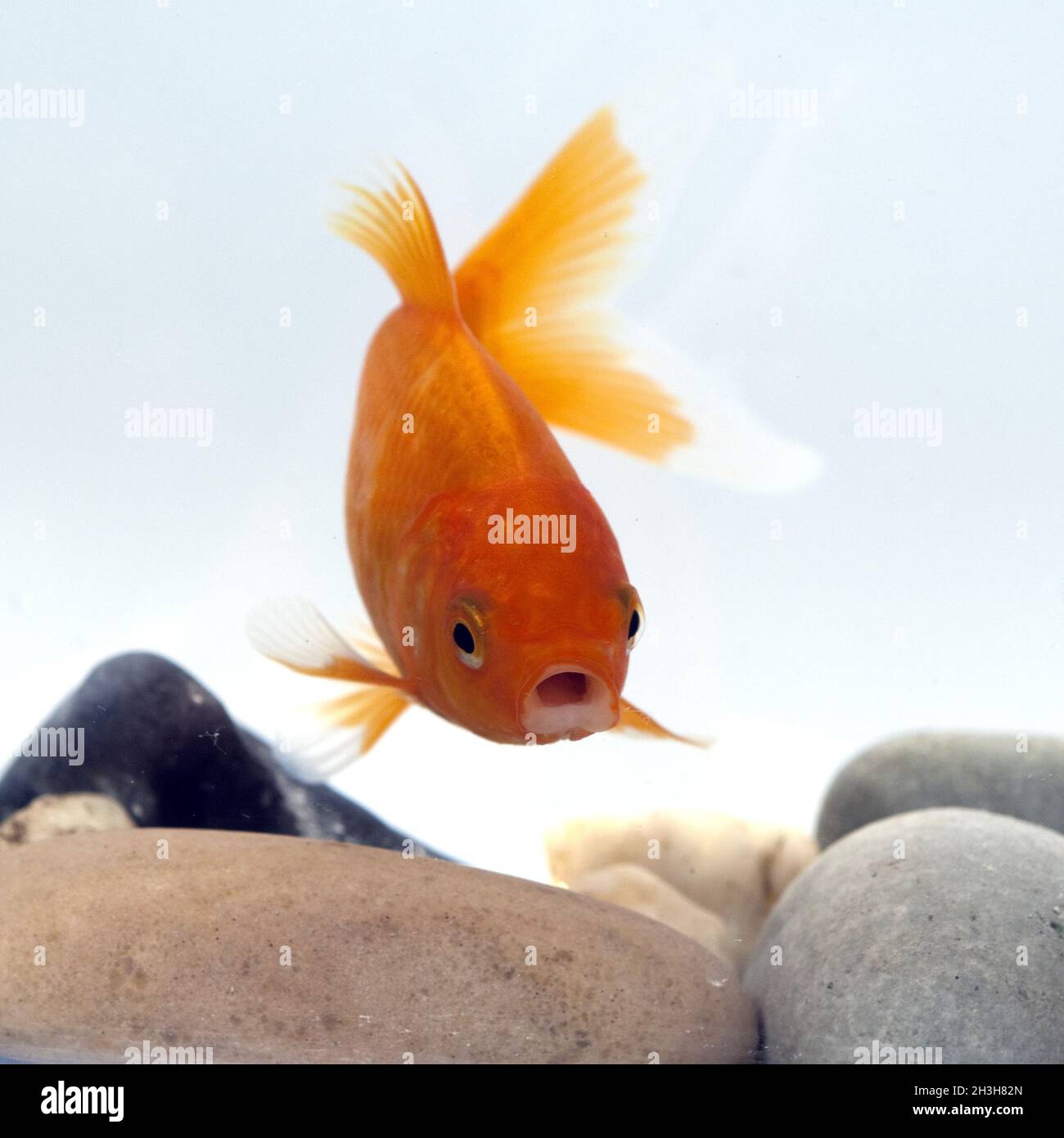 Goldfish, carassius gibelio, freshwater fish Stock Photo - Alamy