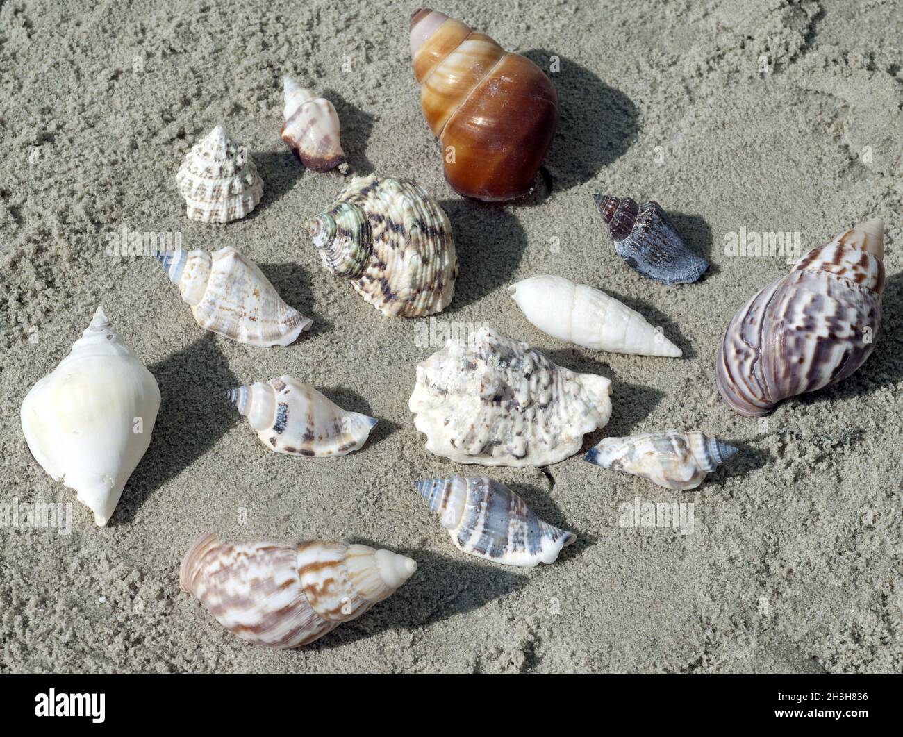 Sea snails, Astraea Stock Photo - Alamy
