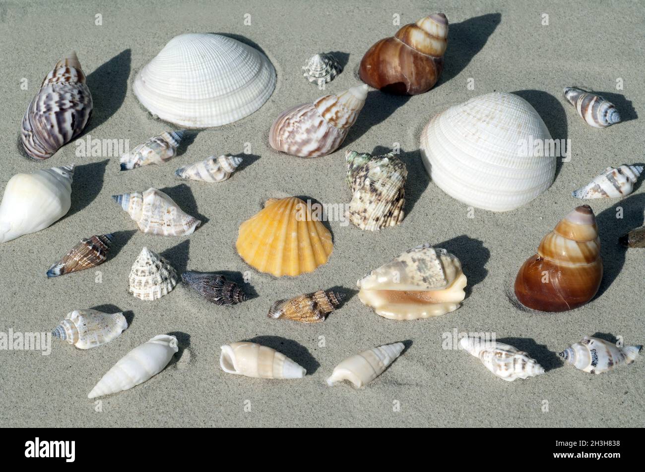 Mussel shell, sea snails Stock Photo - Alamy