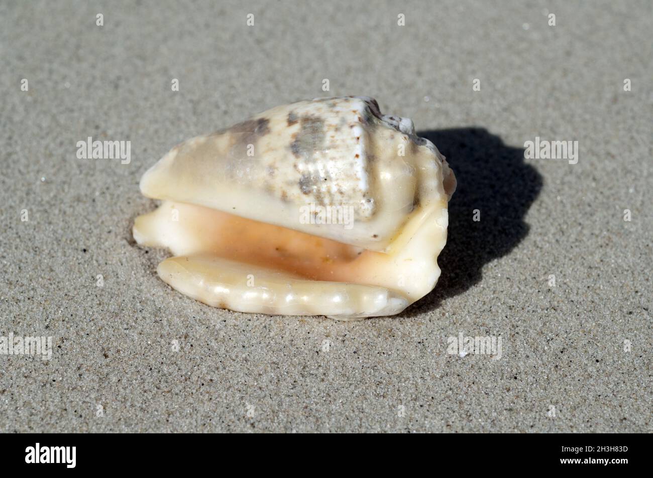 Sea snails, Astraea Stock Photo - Alamy
