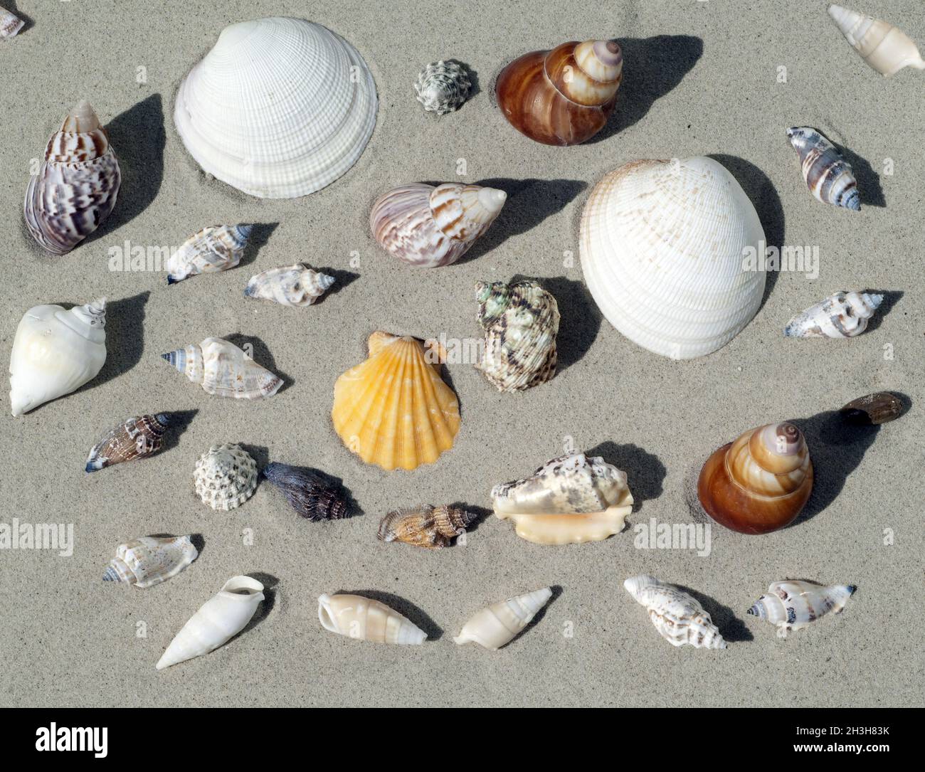 Mussel shell, sea snails Stock Photo - Alamy