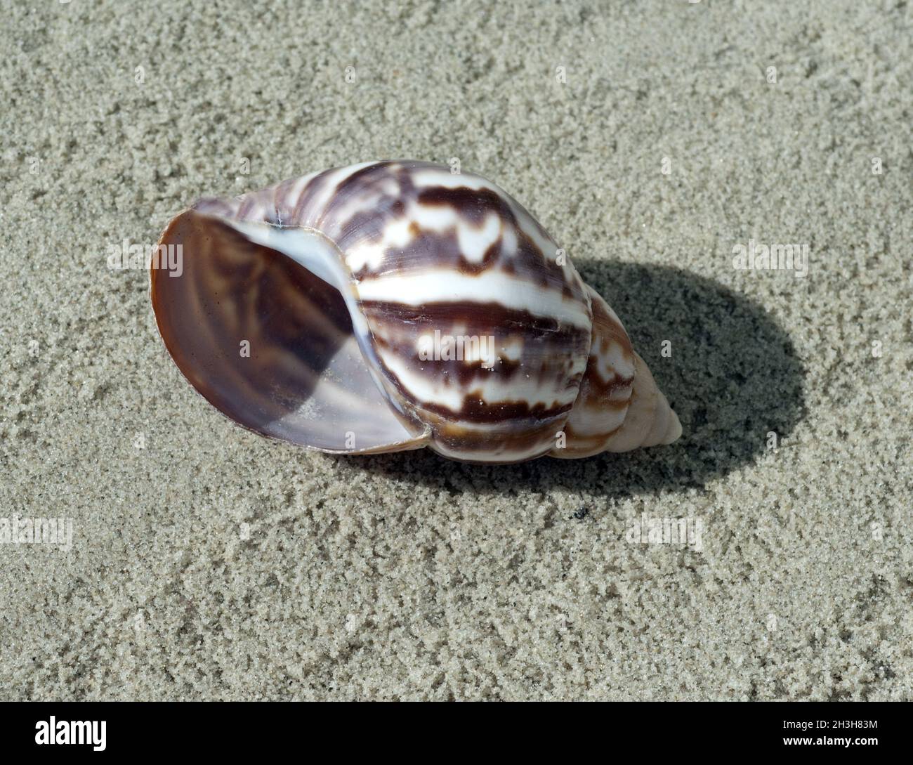 Sea snails, Astraea Stock Photo - Alamy