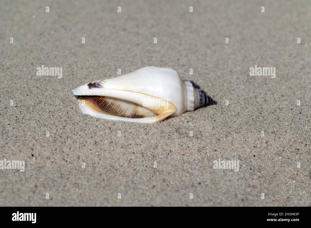 Sea snails, Astraea Stock Photo - Alamy