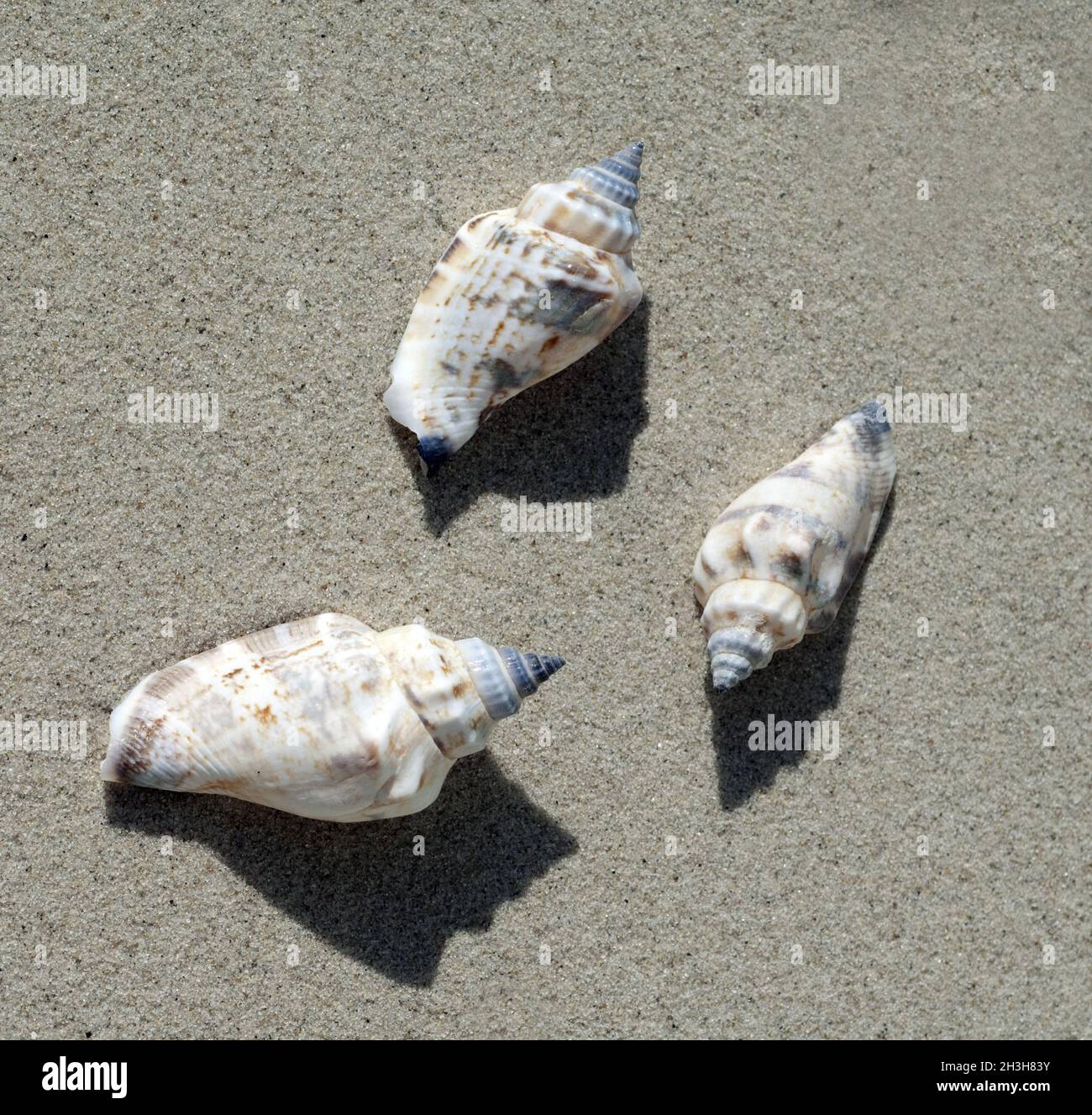 Sea snails, Astraea Stock Photo - Alamy