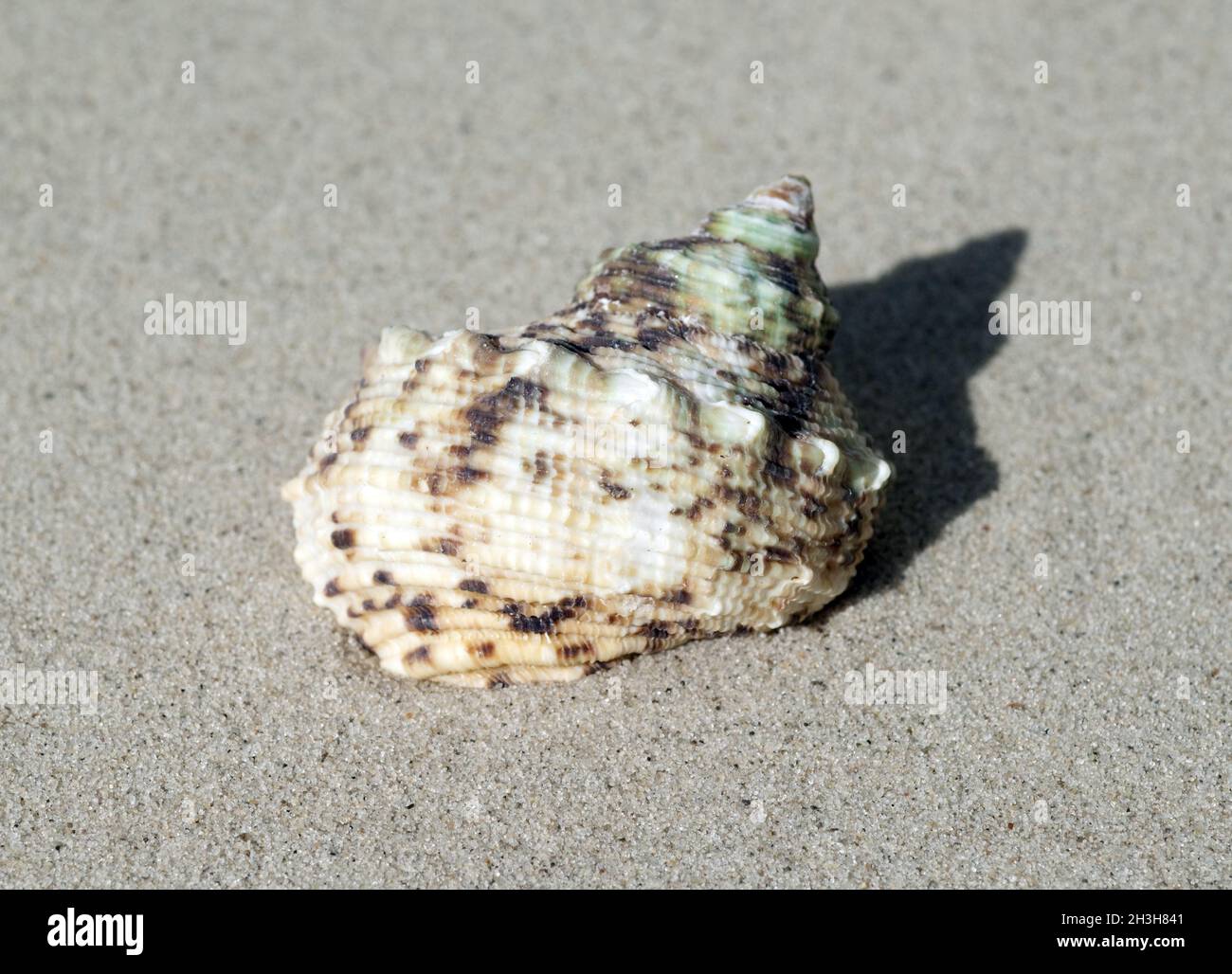 Sea snails, Astraea Stock Photo - Alamy
