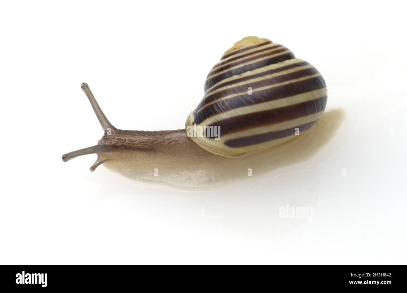 Helicid snails hi-res stock photography and images - Alamy
