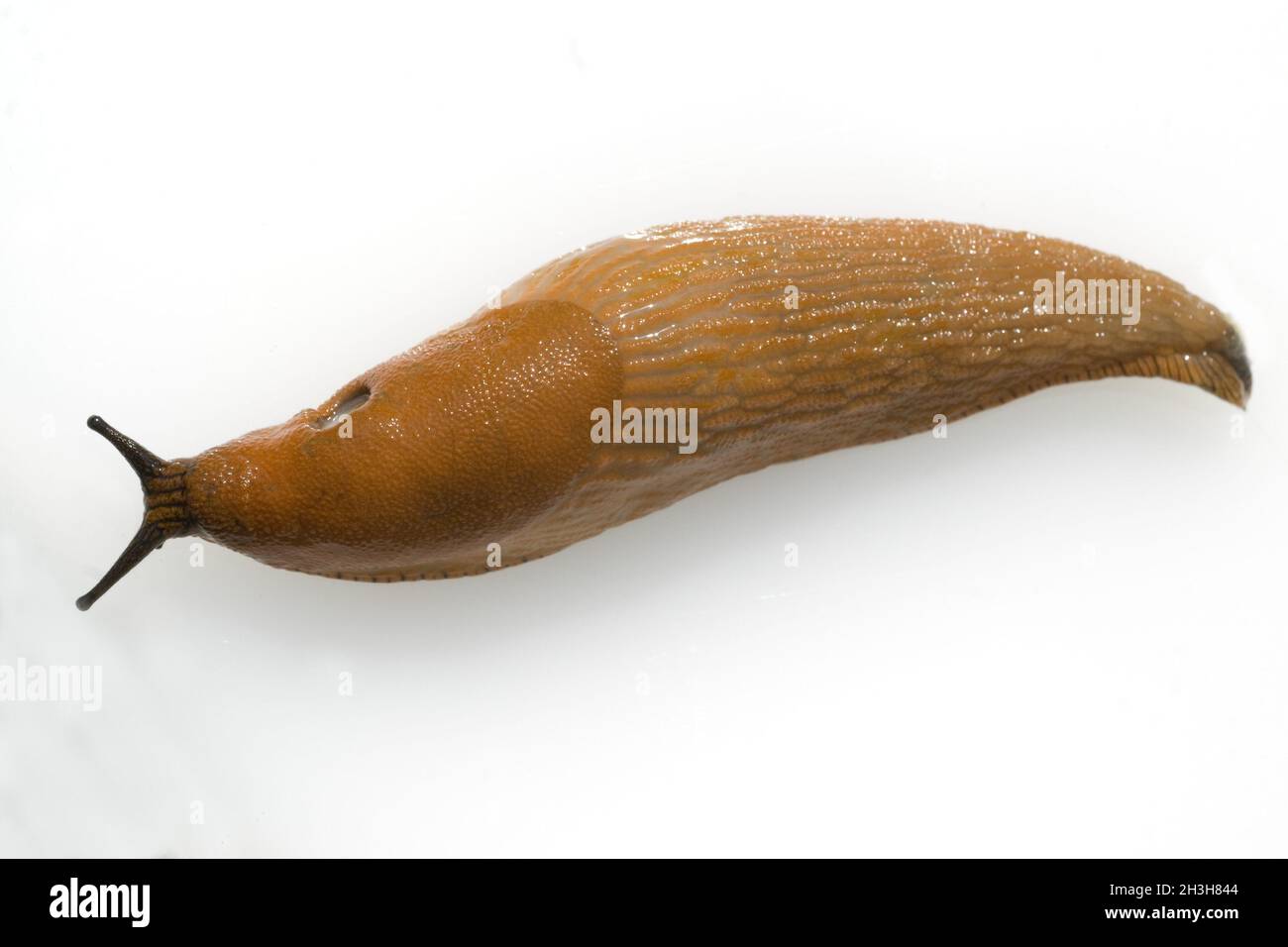 Free slugs and snails hi-res stock photography and images - Alamy