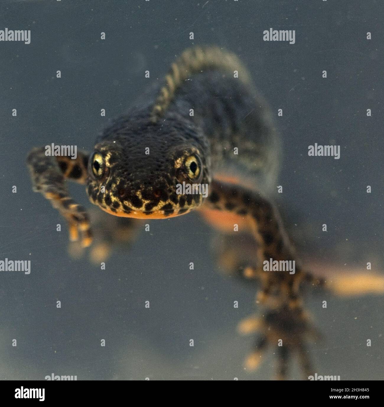 Alpine newt, Ichthyosaura alpestris Stock Photo - Alamy