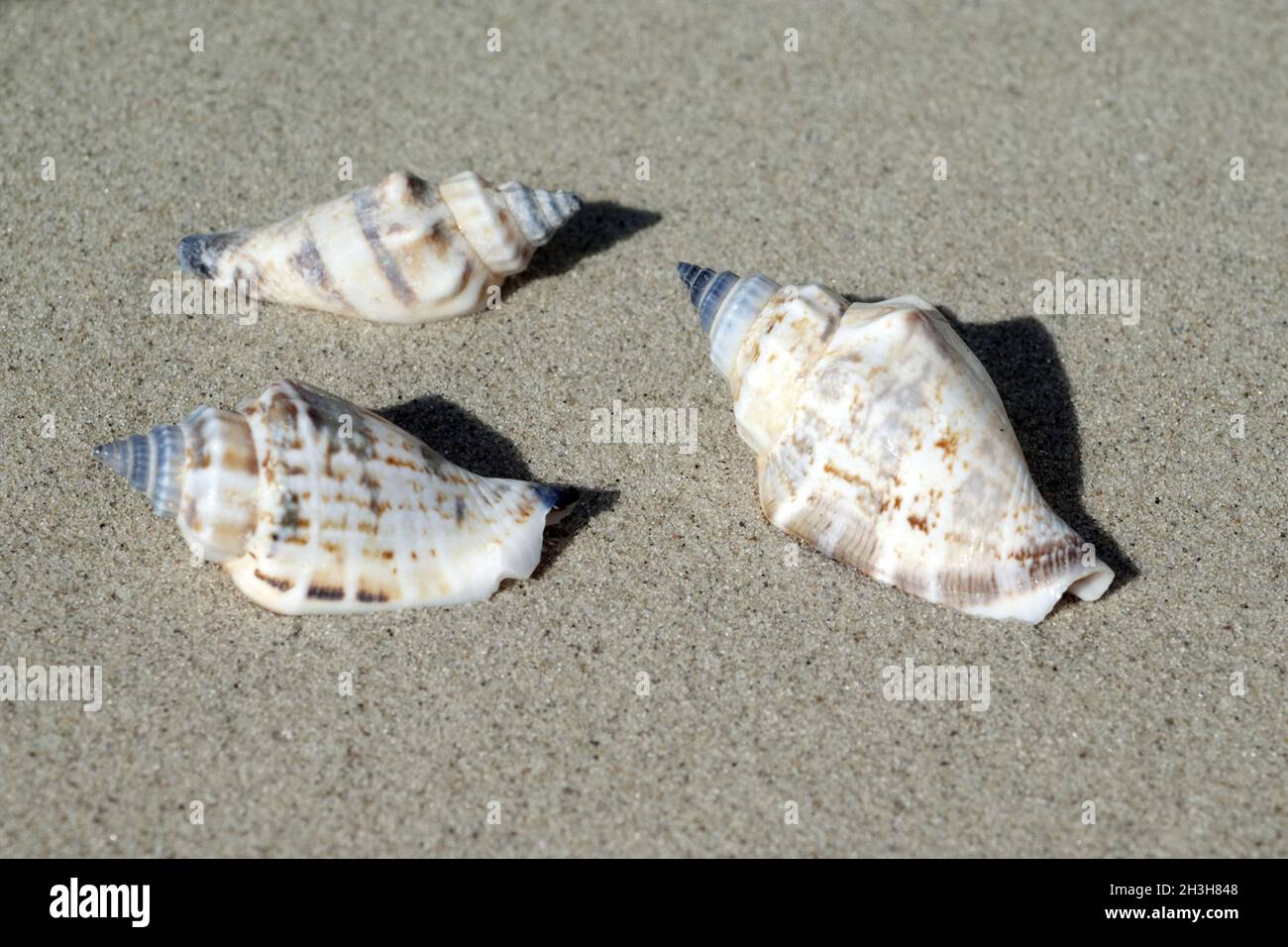 Sea snails, Astraea Stock Photo - Alamy