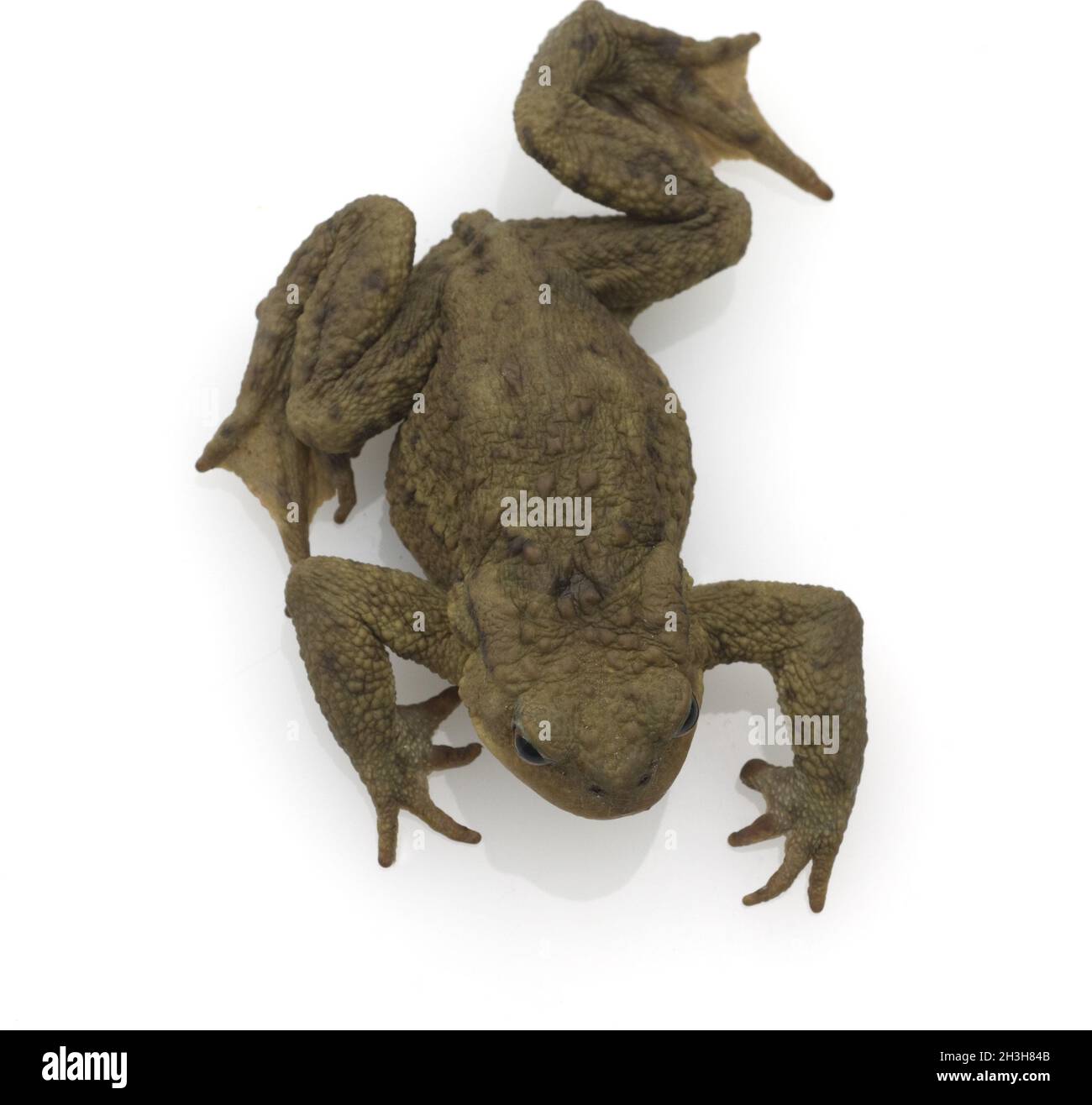 Black toad frog amphibia Cut Out Stock Images & Pictures - Alamy