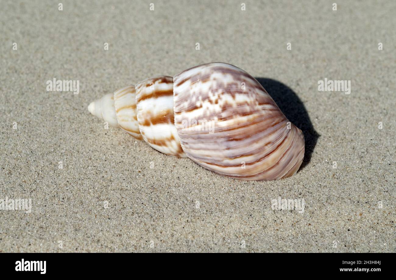 Sea snails, Astraea Stock Photo - Alamy