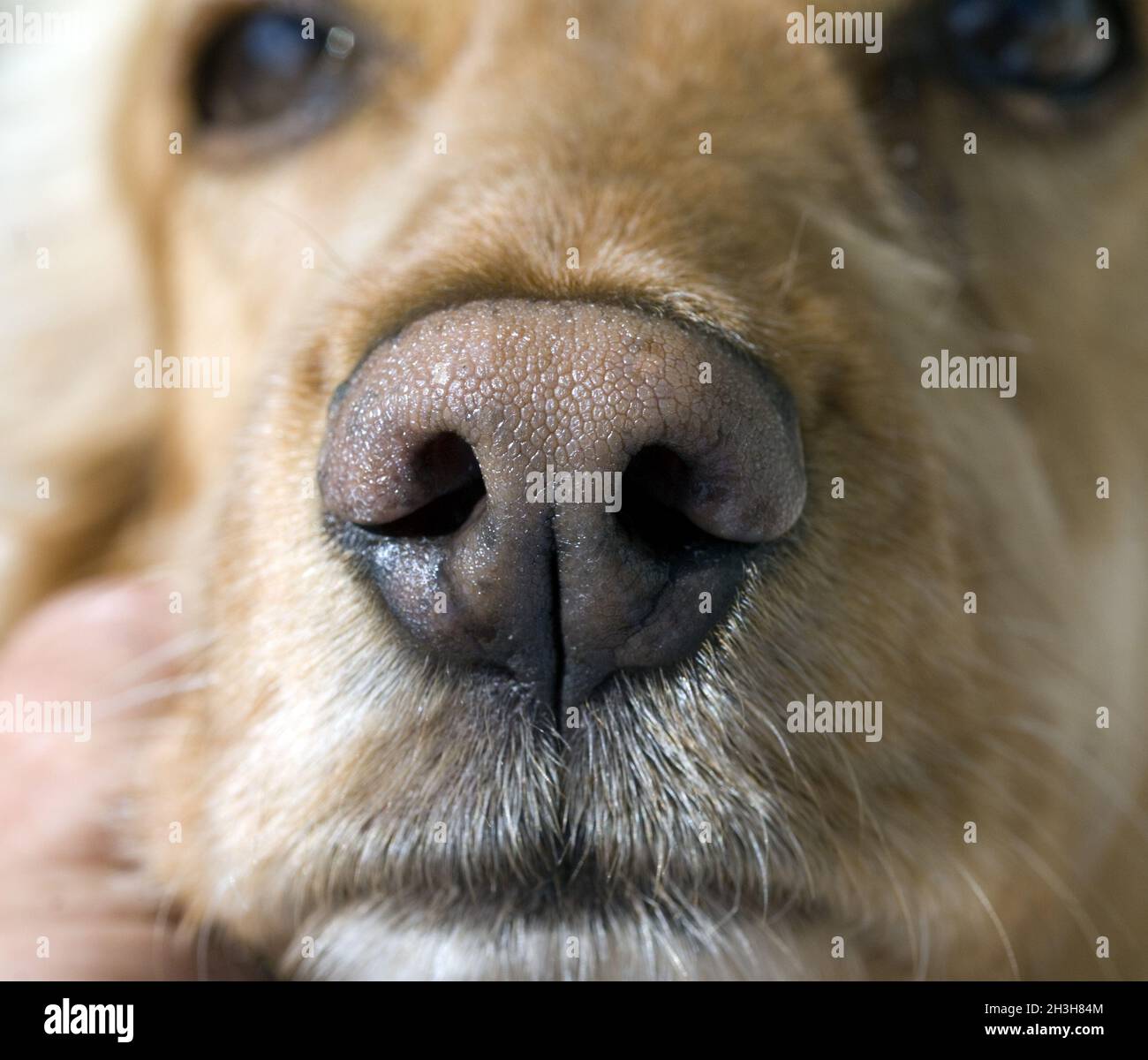 Dogs nose hi-res stock photography and images - Alamy
