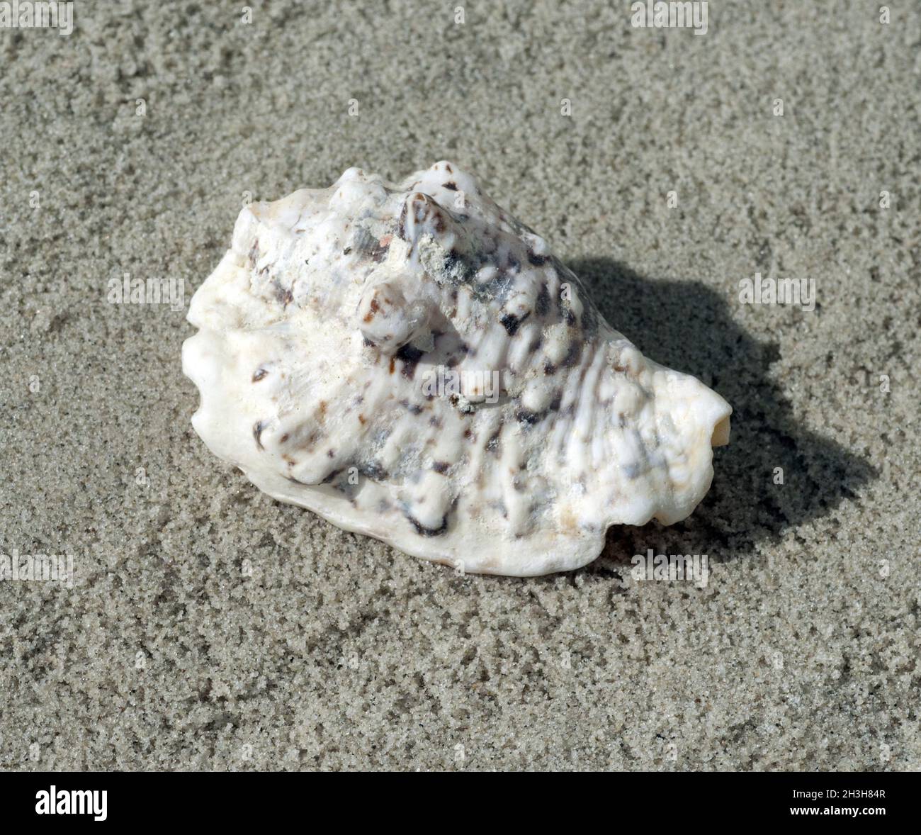 Sea snails, Astraea Stock Photo - Alamy