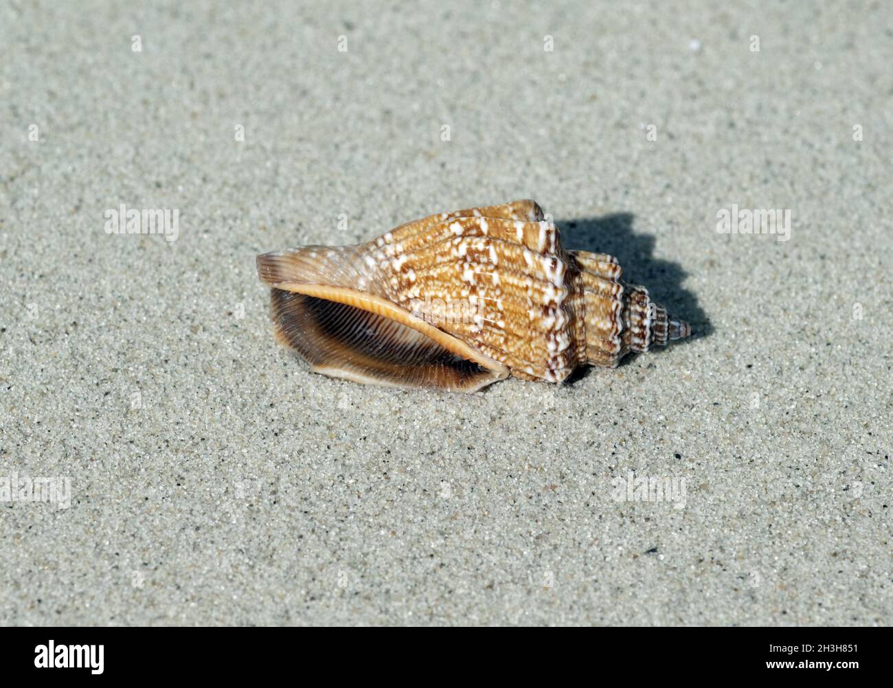 Sea snails, Astraea Stock Photo - Alamy