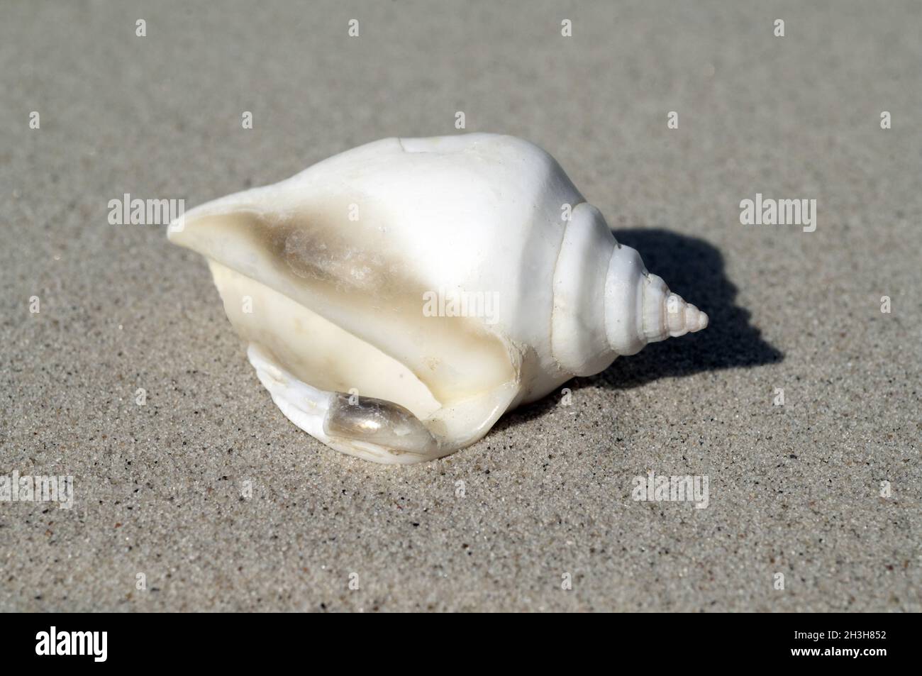 Sea snails, Astraea Stock Photo - Alamy