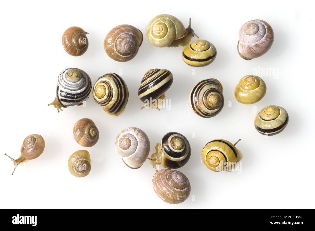 Lung snails Cut Out Stock Images & Pictures - Alamy