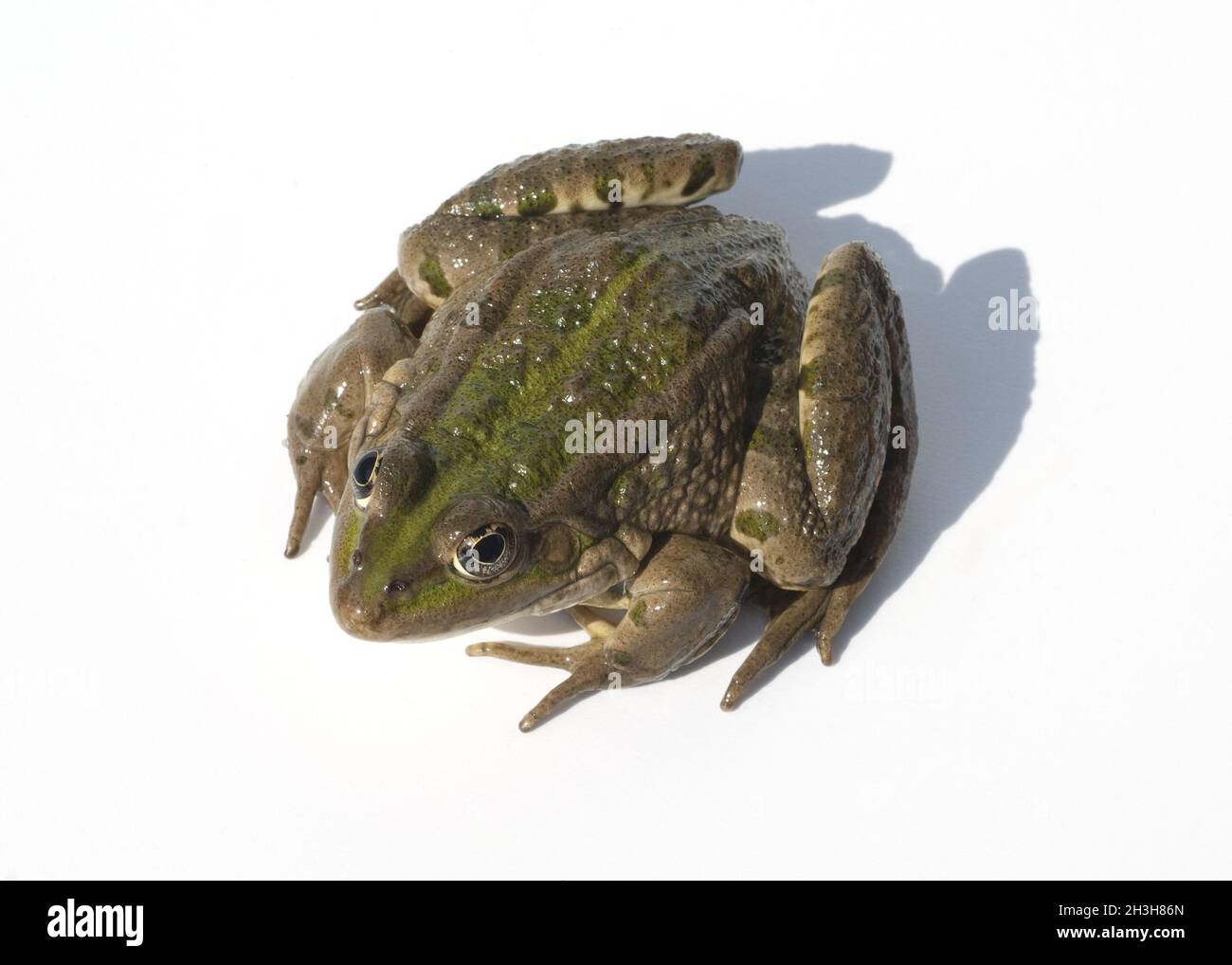Real frogs hi-res stock photography and images - Alamy