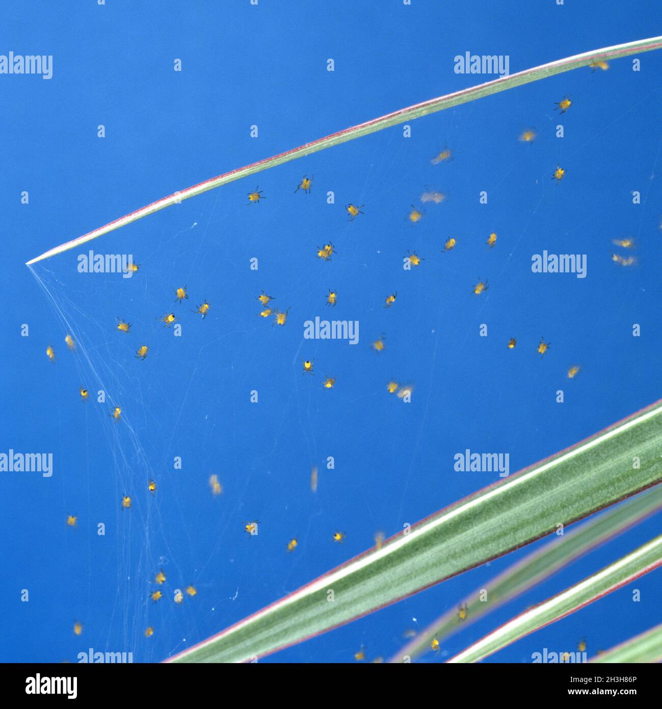 Tetranychidae hi-res stock photography and images - Alamy