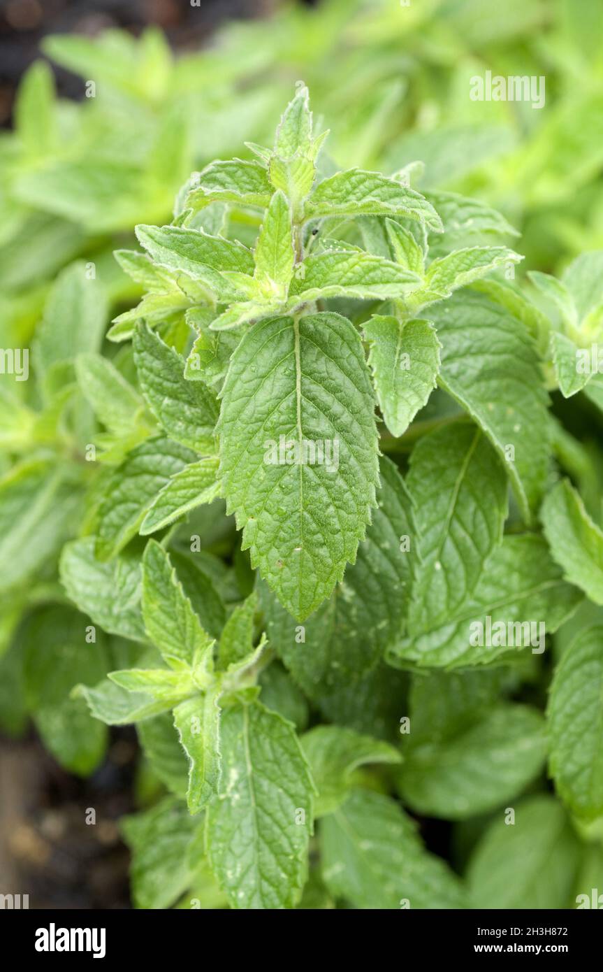 Chinese mint hi-res stock photography and images - Alamy