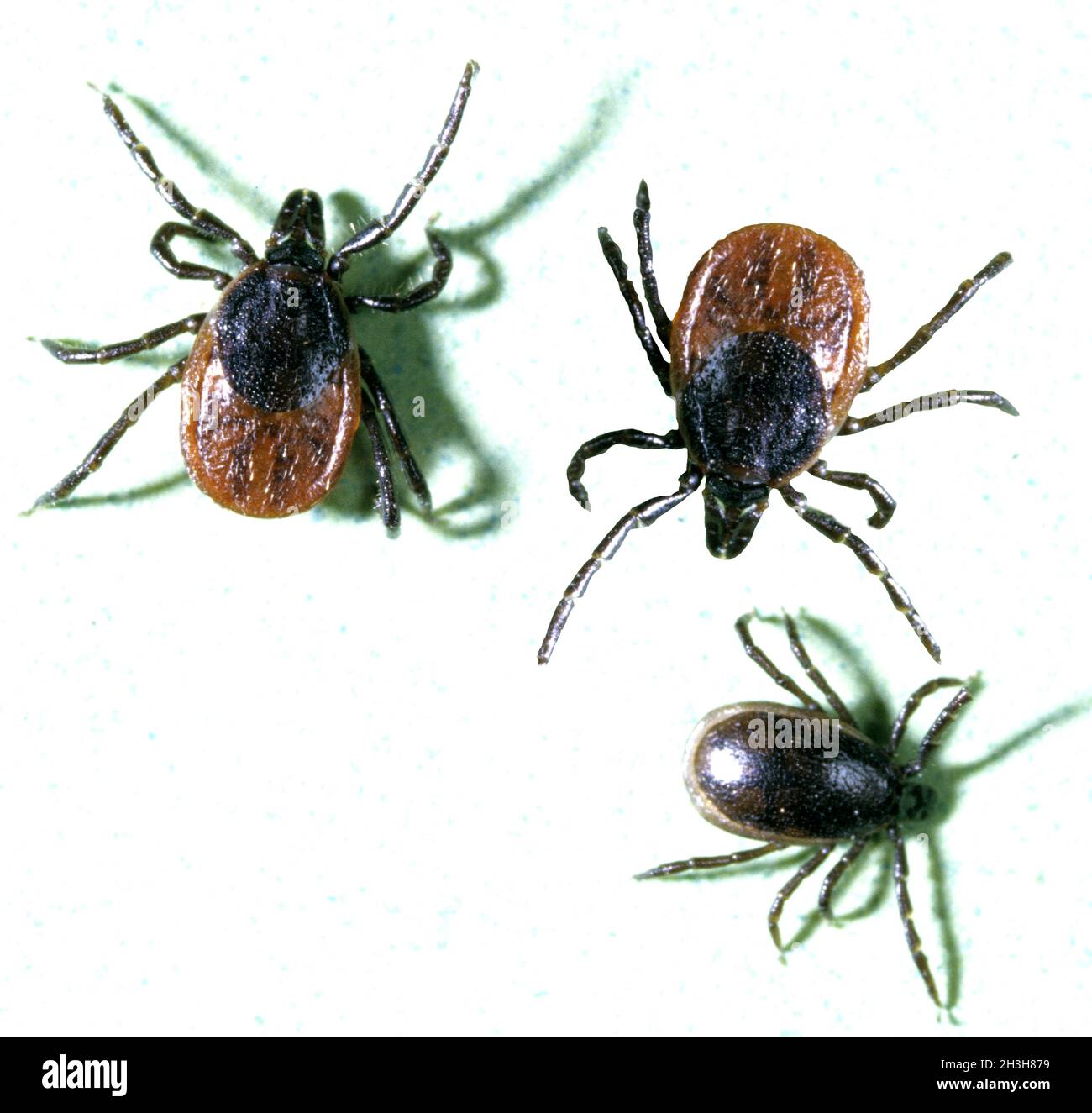 Ticks ixodes ricinus Cut Out Stock Images & Pictures - Alamy