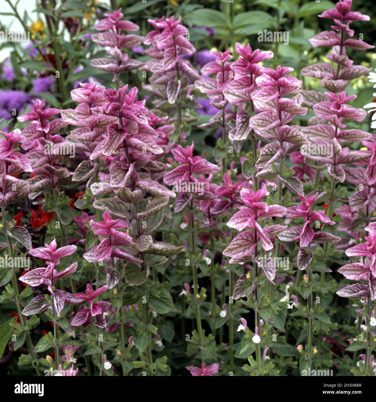 Variegated sage; Salvia viridis Stock Photo - Alamy