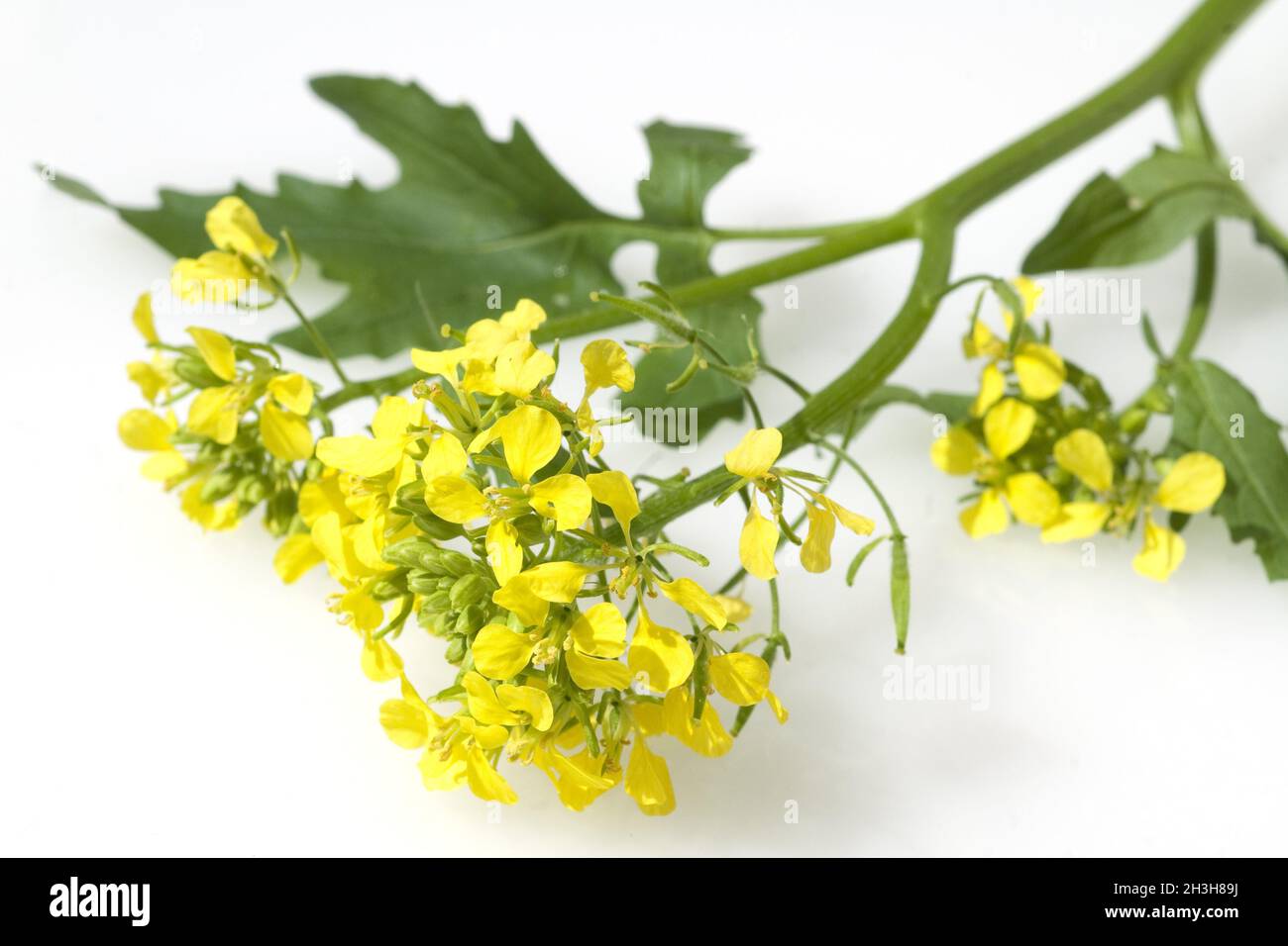 White, mustard, sinapis, alba Stock Photo - Alamy