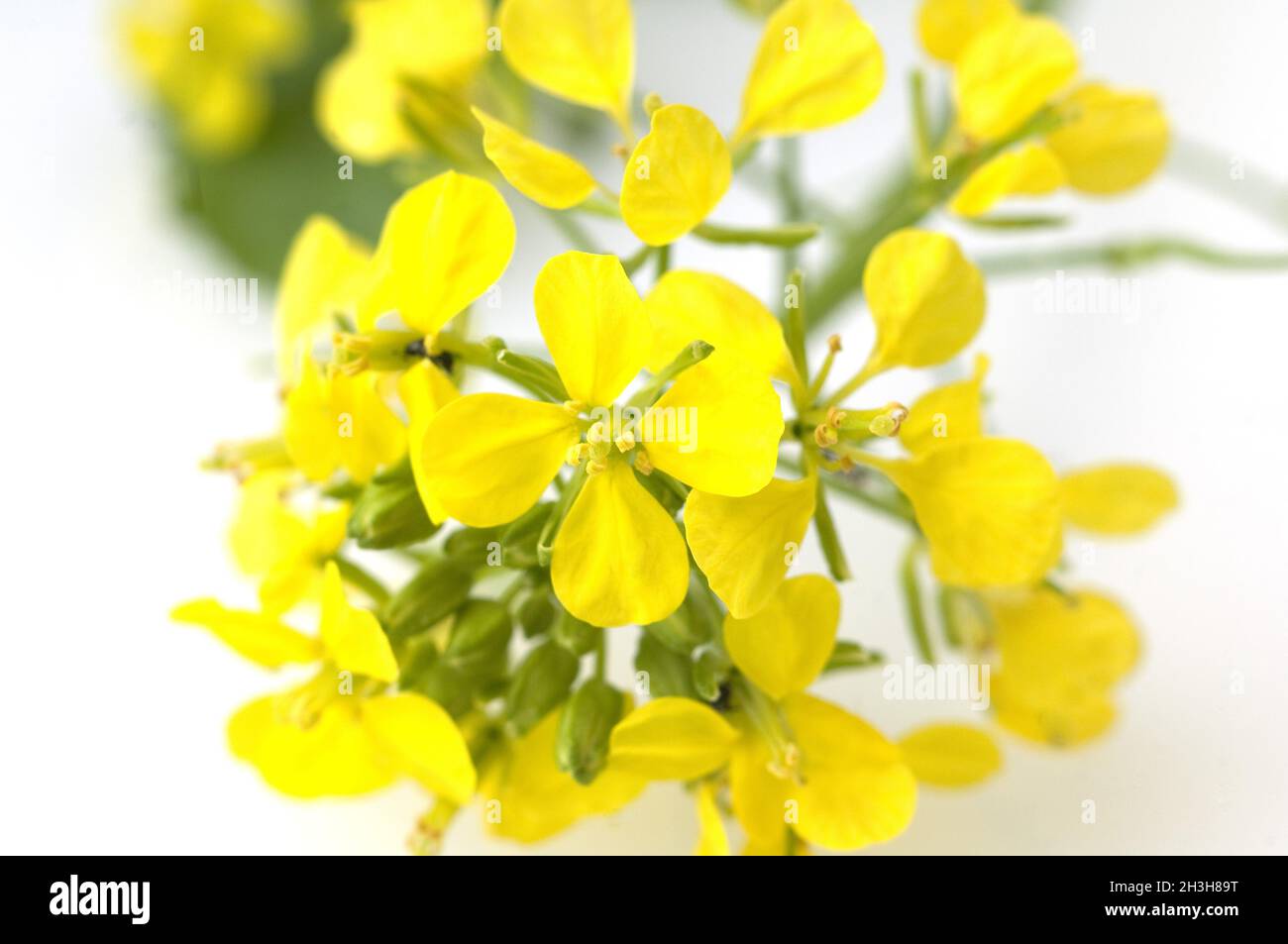 White, mustard, sinapis, alba Stock Photo - Alamy